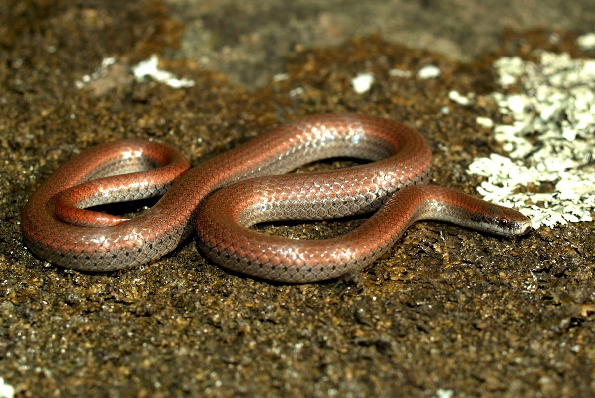 Sharp Tailed Snake | Project Noah