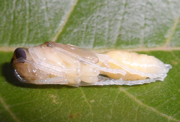 Paper wasp pupa | Project Noah