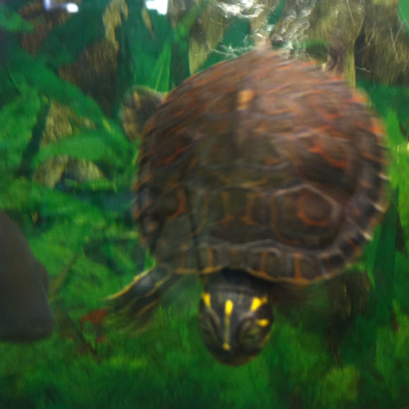 River cooter | Project Noah