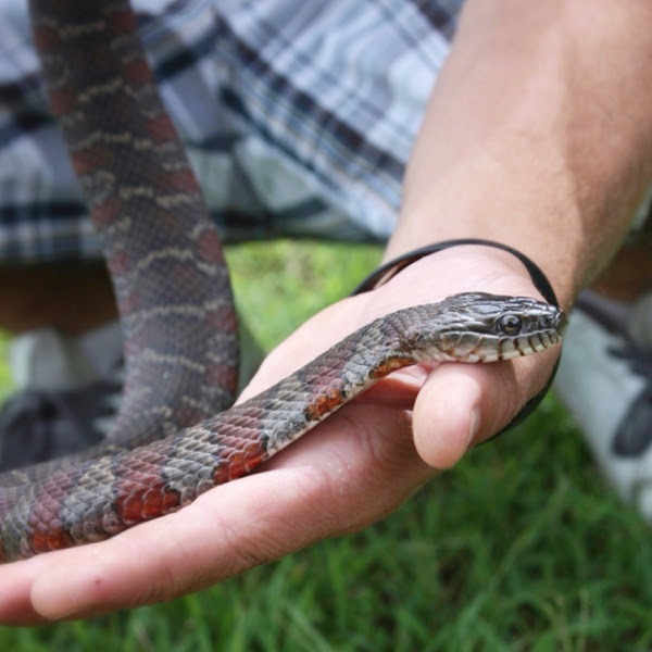 Reptiles and Amphibians of Massachusetts | Project Noah