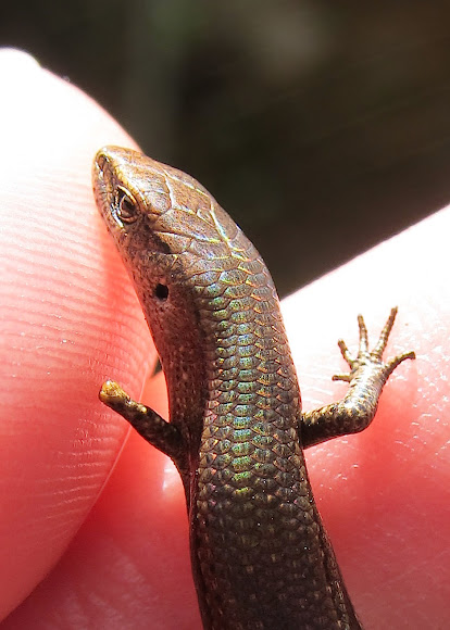 Garden Skink | Project Noah