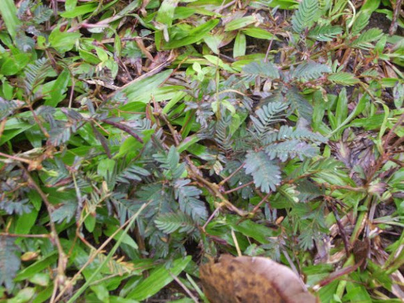Tickle me plant | Project Noah