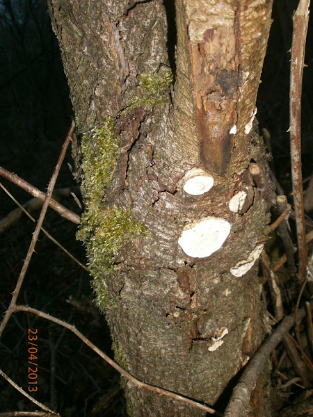 Antrodia species? | Project Noah