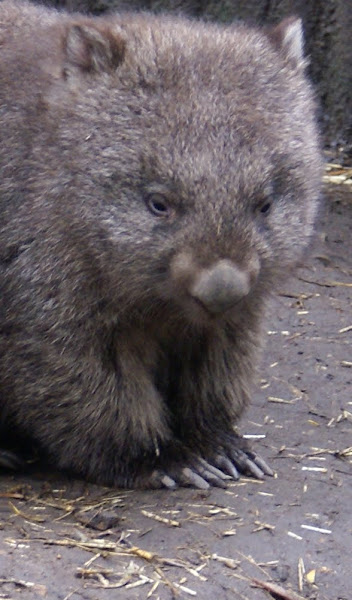 Wombat | Project Noah