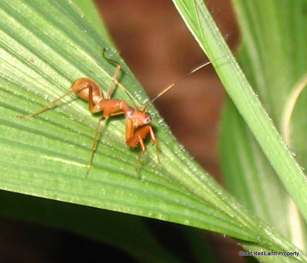 ant-mimic mantis | Project Noah