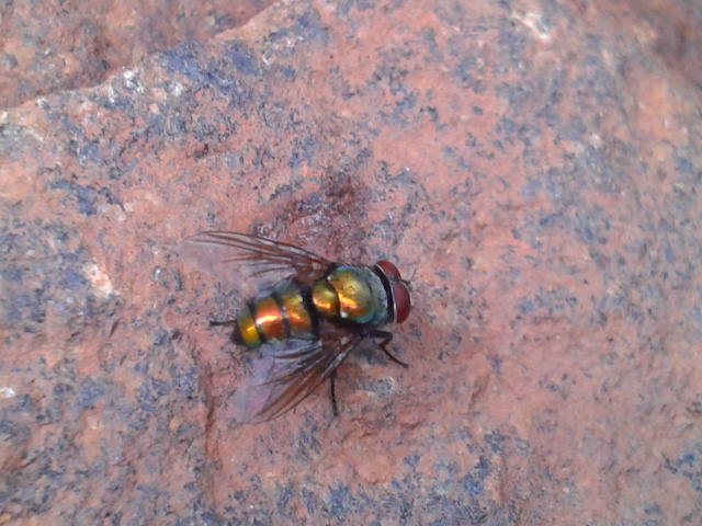 carrion flies | Project Noah