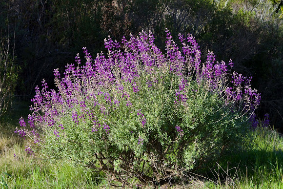 Silver Bush Lupine | Project Noah