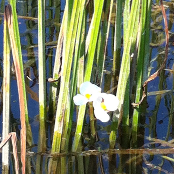 Arrowhead | Project Noah