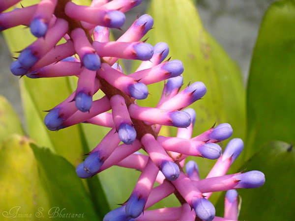 Matchstick Plant | Project Noah