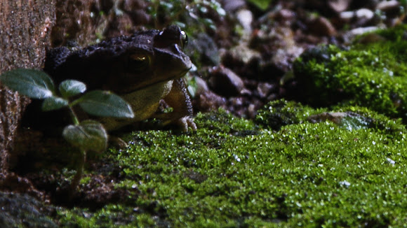 Common Indian Toad | Project Noah
