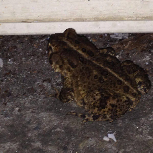 American Toad | Project Noah