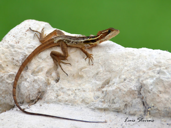 Brown Basilisk or Striped Basilisk | Project Noah