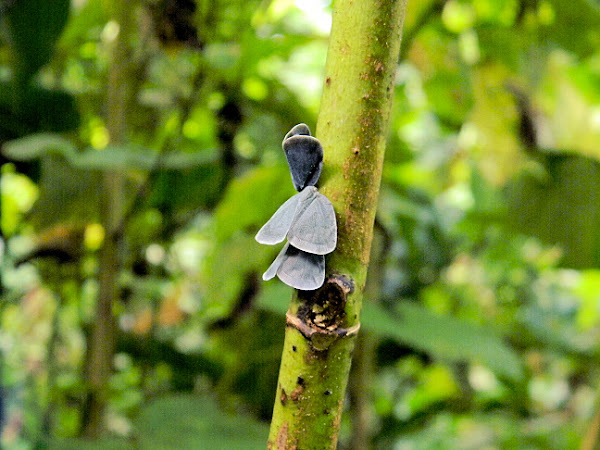 Ricaniid planthopper | Project Noah