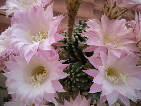 Cactus flowers | Project Noah