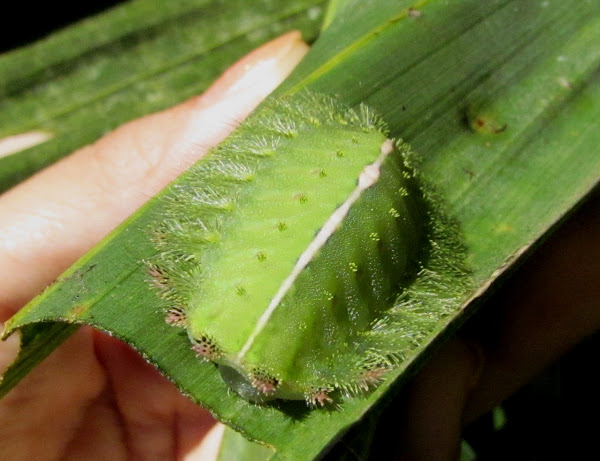 Green-Crowned Slug Moth, Caterpillar | Project Noah