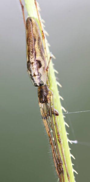 Long-jawed Spider | Project Noah