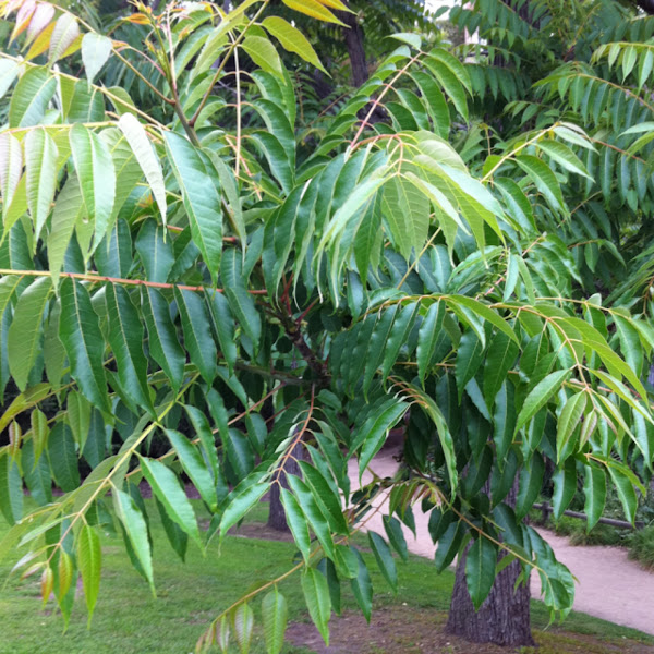 Cigar box tree | Project Noah