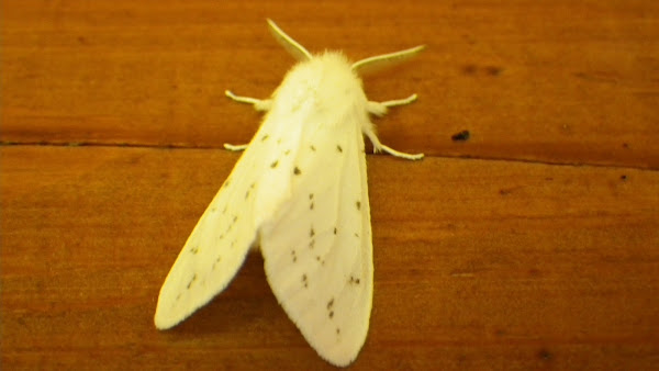 Isabella Tiger Moth-wooly bear Moth | Project Noah