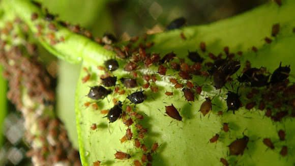 Áfidos | Project Noah