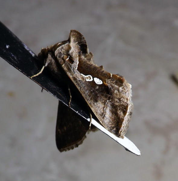 Green Garden Looper (moth) | Project Noah