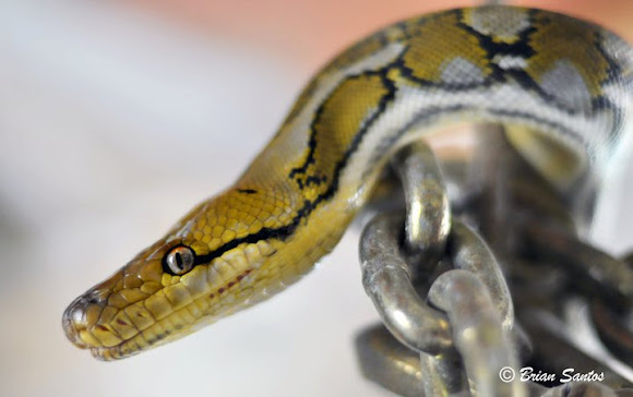 Reticulated python | Project Noah
