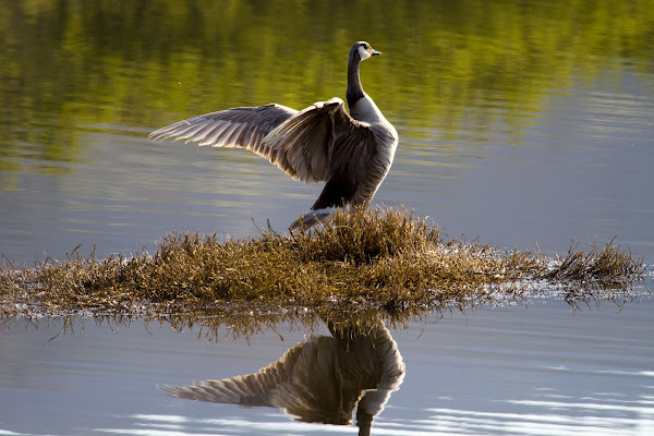 Canada Goose | Project Noah