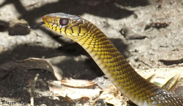 Common rat snake | Project Noah