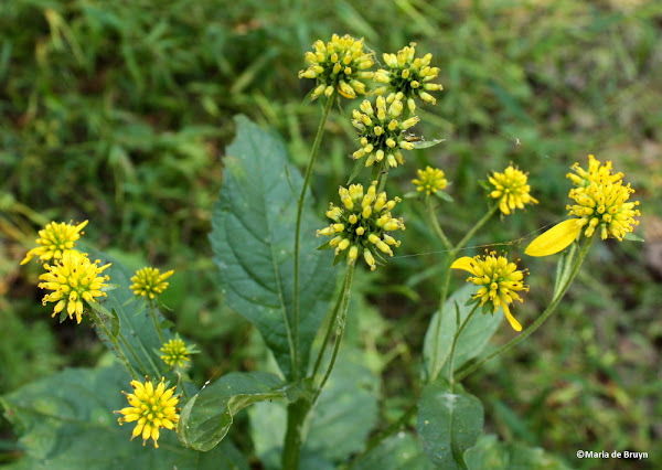 Wingstem | Project Noah