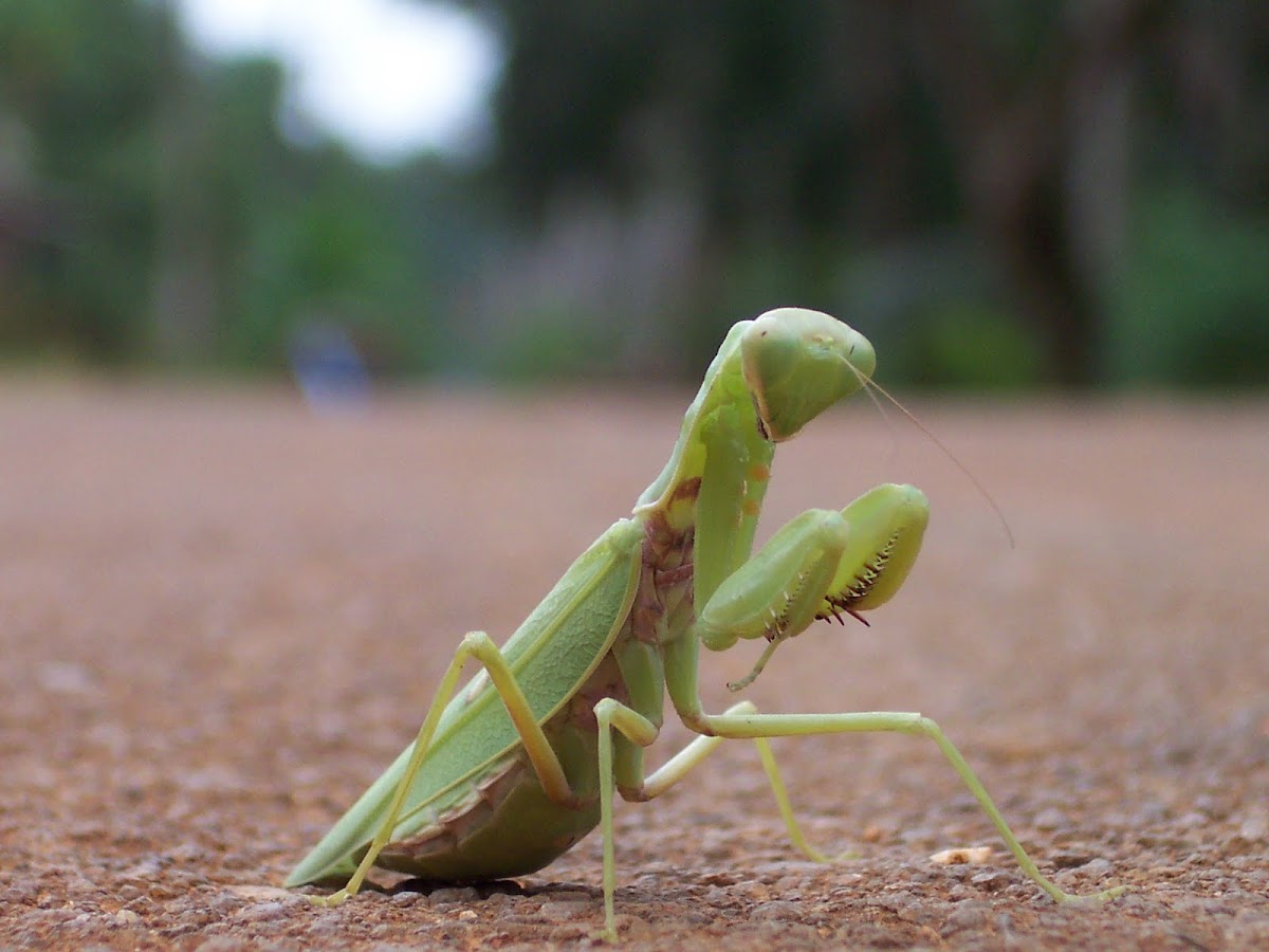 Praying Mantis | Project Noah