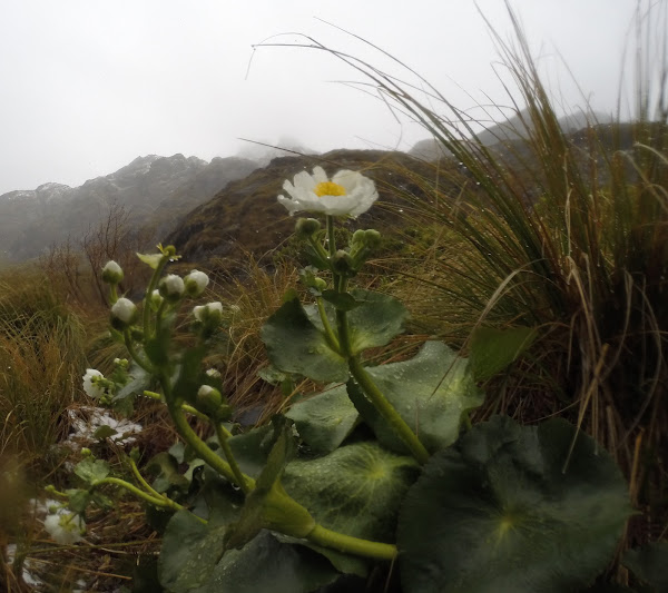 Mt Cook Lily / Giant Mountain Buttercup | Project Noah
