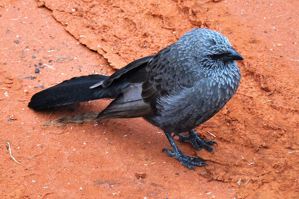 Apostlebird | Project Noah