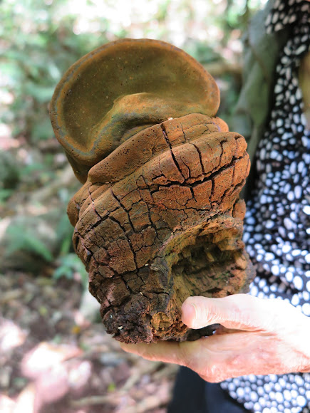 Horsehoof Fungus (dislodged) | Project Noah
