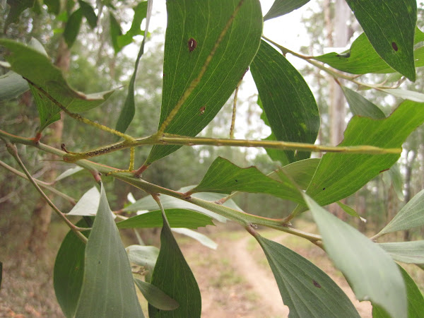 Strong stick insect | Project Noah