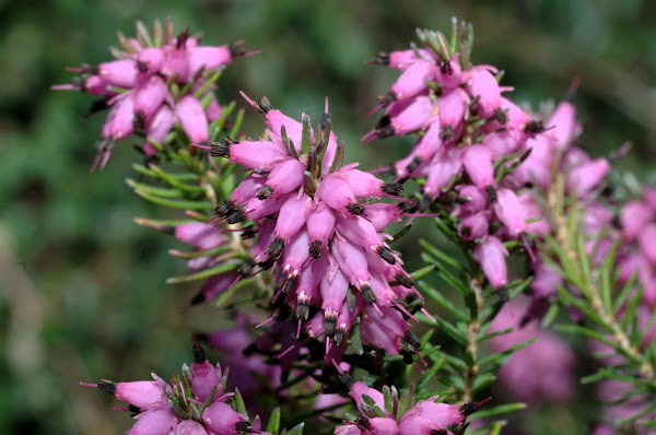 Winter heath, brezo de invierno | Project Noah