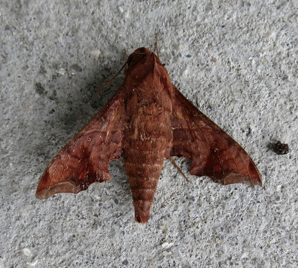 Mournful sphinx moth | Project Noah