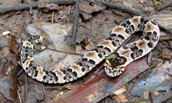 False Fer-de-lance | Project Noah