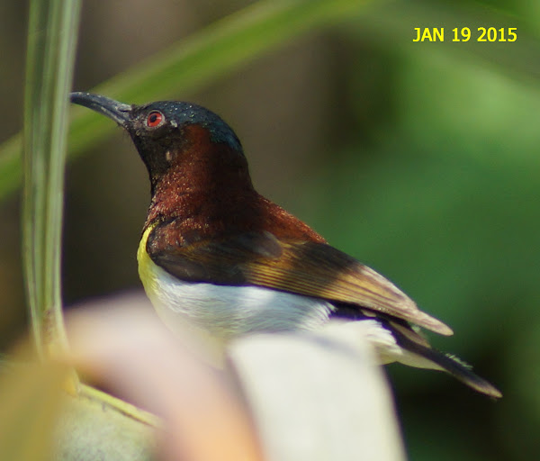 Sunbird | Project Noah