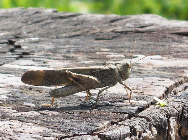 Carolina Locust | Project Noah