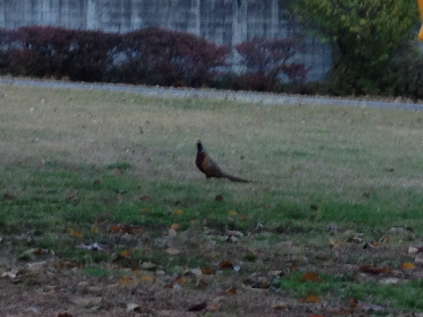 Pheasant | Project Noah