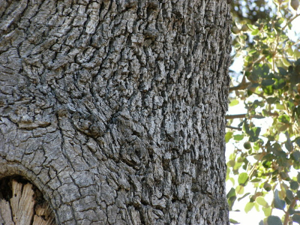 Kermes oak | Project Noah