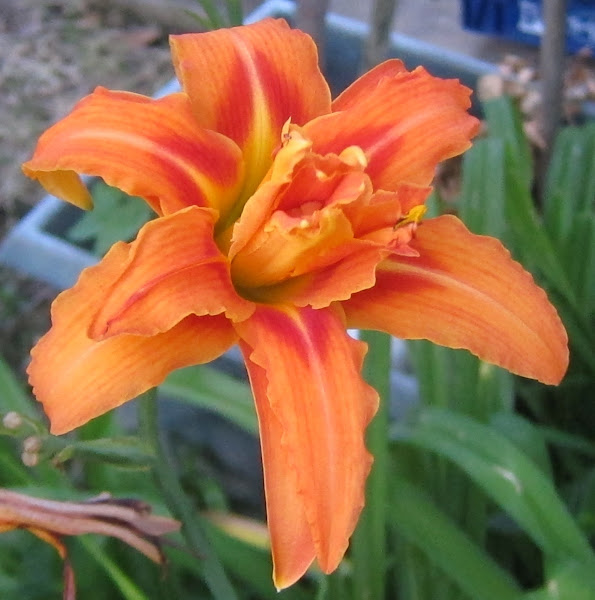 Double Daylilies | Project Noah