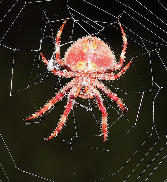 Spiky Hairy Field Spider | Project Noah