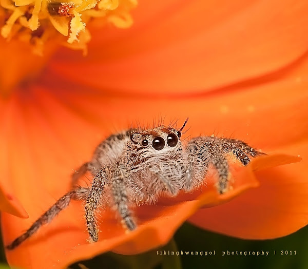Jumping Spider | Project Noah
