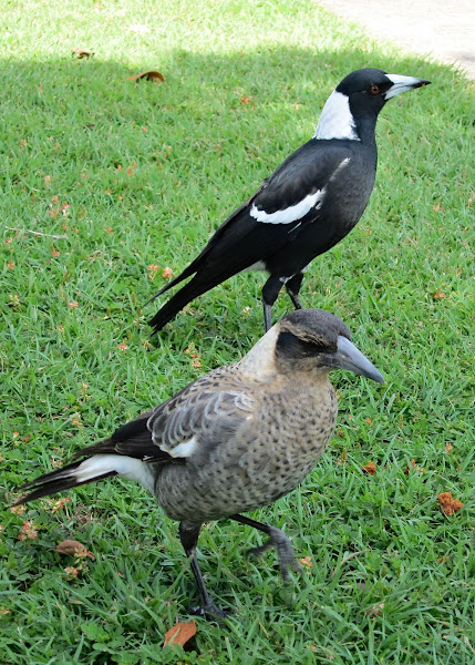 Australian Magpie (juvenile) | Project Noah