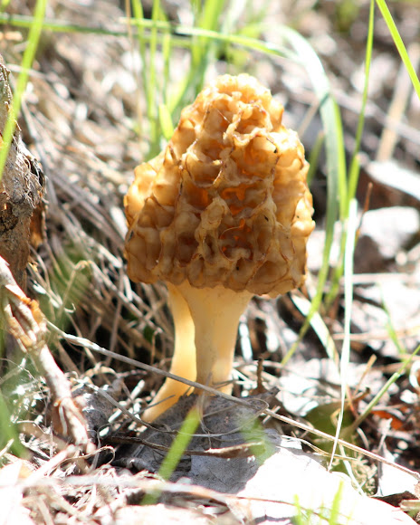 Yellow Morel | Project Noah