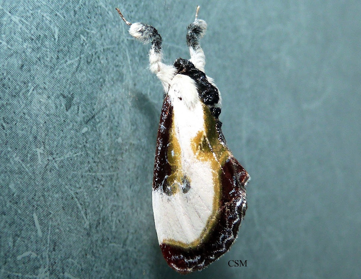 Beautiful Wood-Nymph Moth | Project Noah