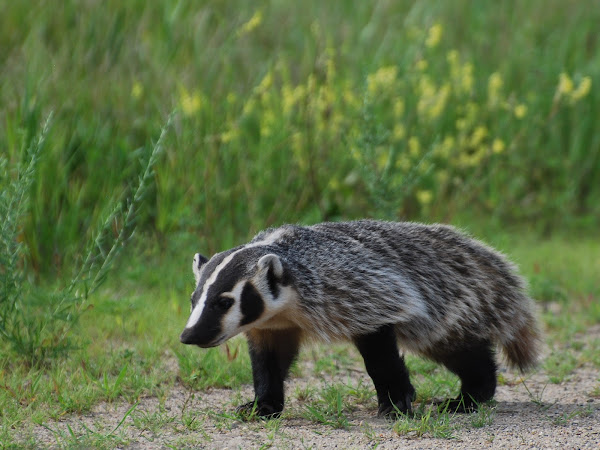American Badger | Project Noah