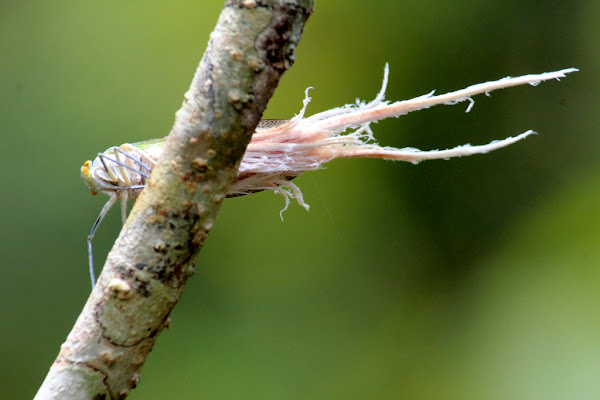 Wax-tailed Planthopper | Project Noah