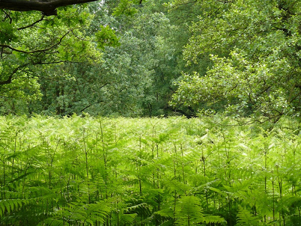 Common bracken | Project Noah