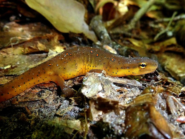 Eastern (Red-Spotted) Newt | Project Noah